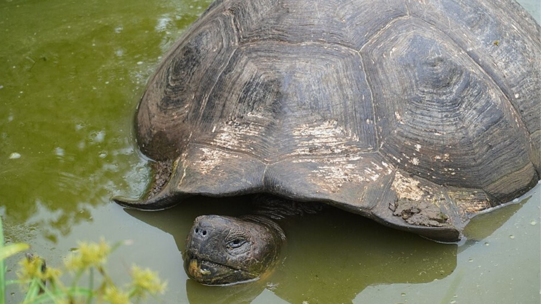 Hito para la zoología mundial: reintroducen 10 tortugas gigantes y ...