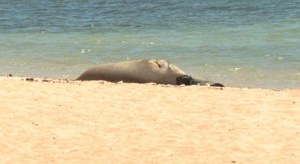 With a nursing monk seal pup in Waikiki, the message from officials ...