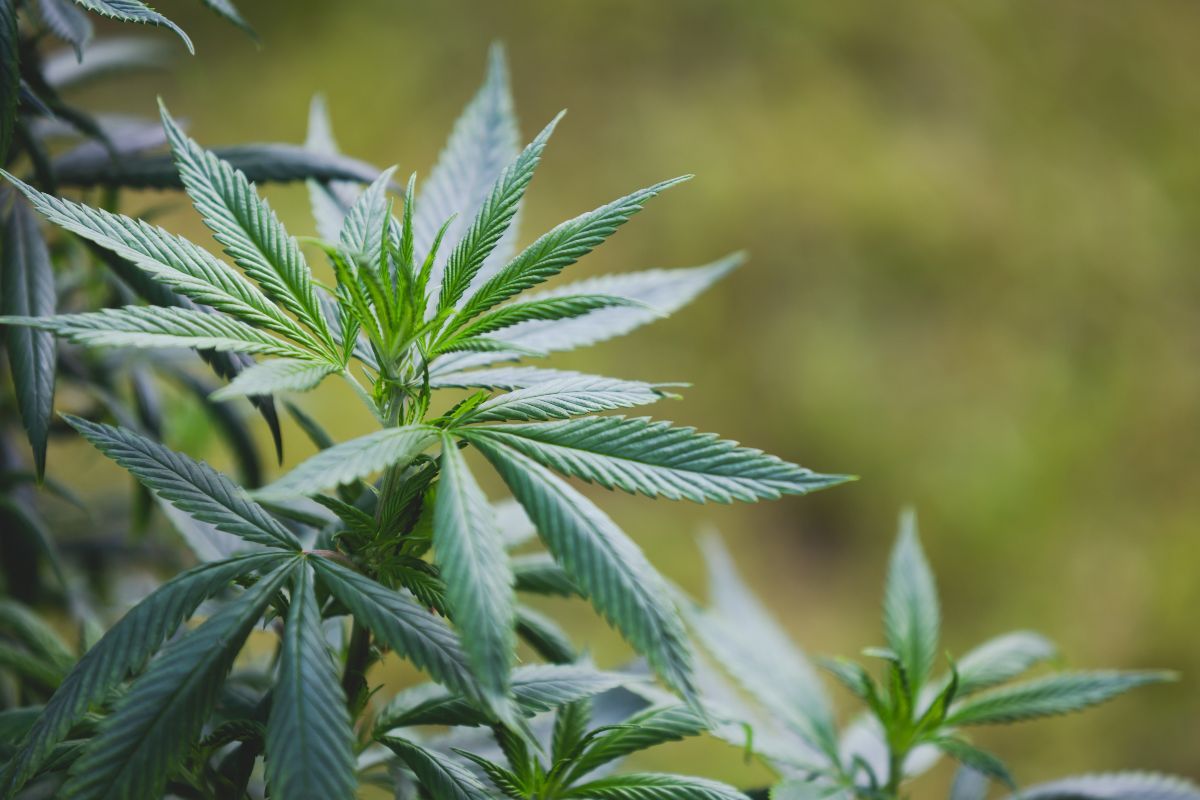 Museum dedicated to cannabis set to open in Cape Town