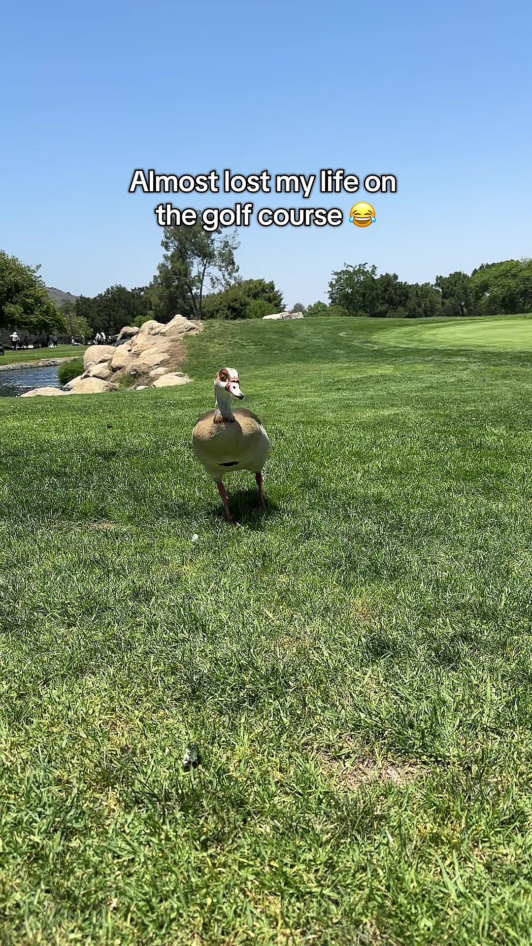 Almost got ambushed on the golf course