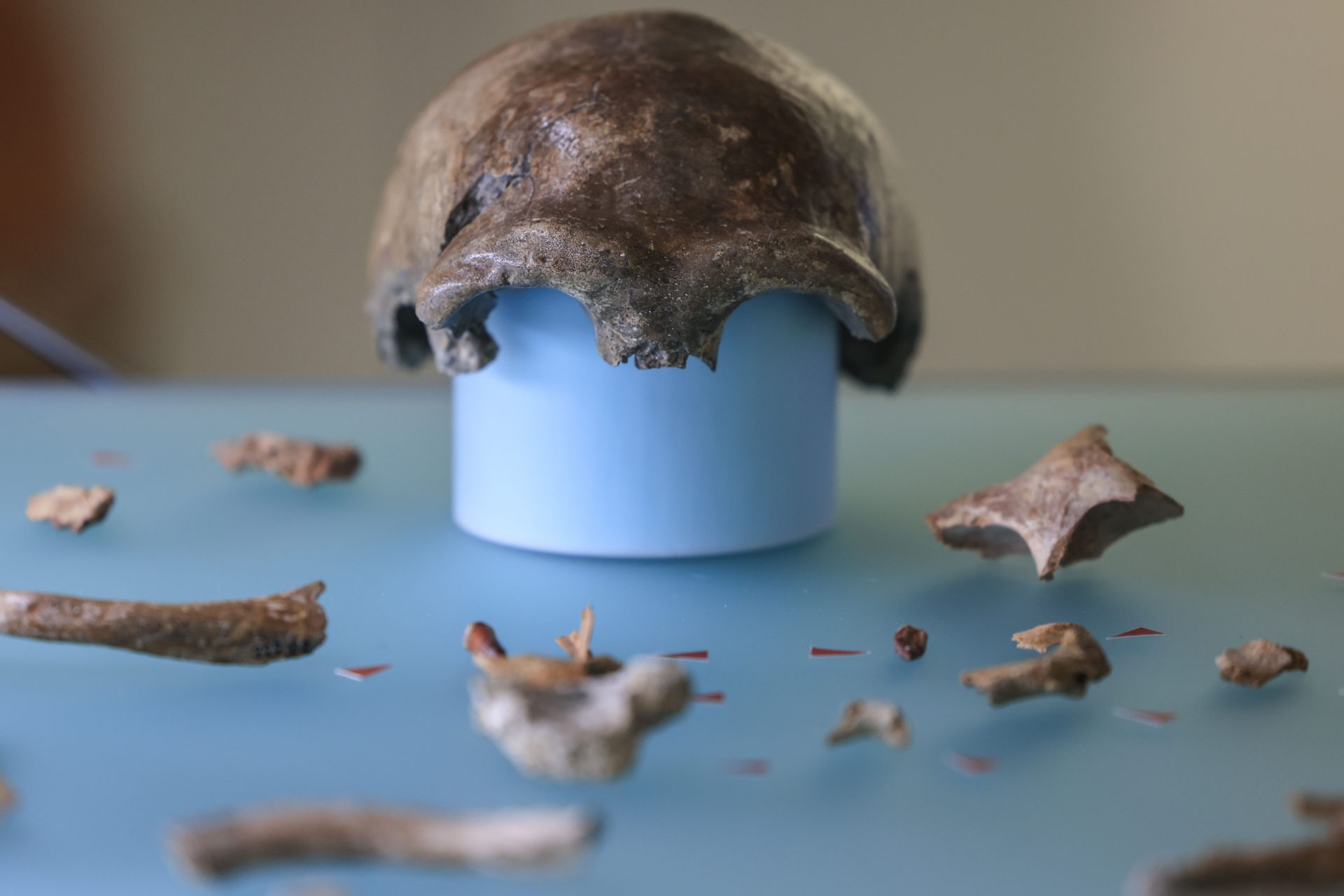 Nieuw onderzoek: Neanderthalerbaby’s ontwikkelden zich mogelijk in hoog ...