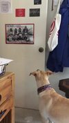 Dog barks nonstop at new poster stuck on door