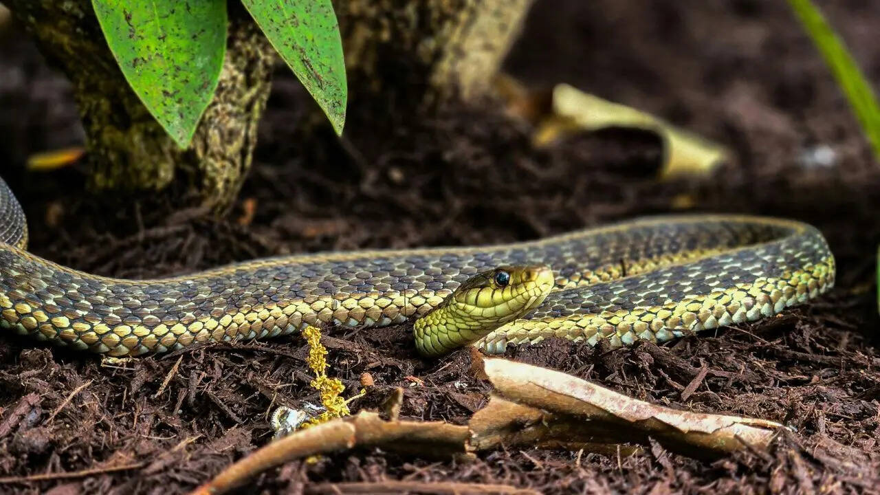 9 common snakes found in American backyards: Hidden signs and ...