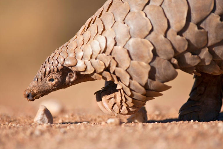 Beyond the big five: Six animals to look out for on your next safari