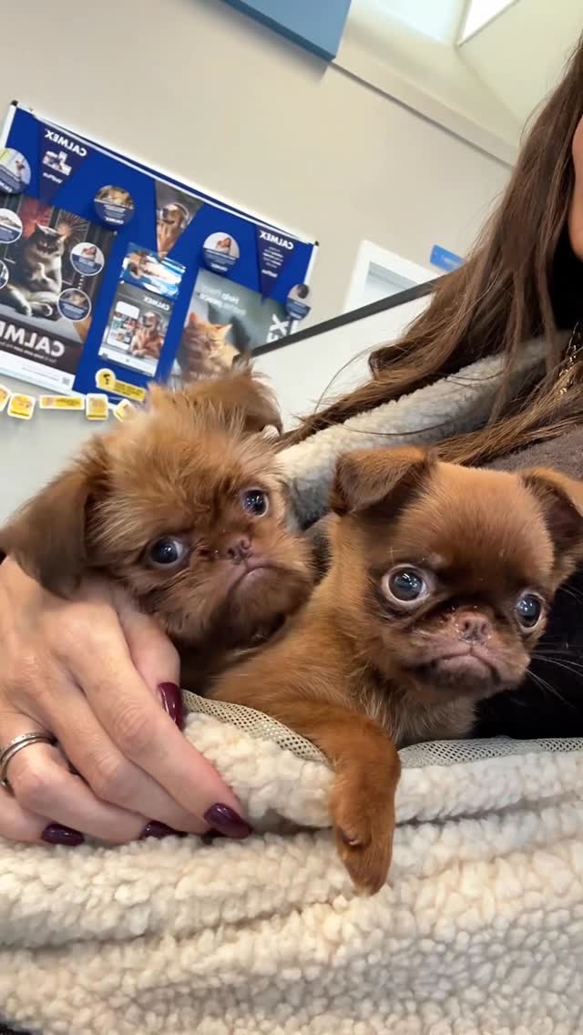 Why this dog breed completely took over my heart