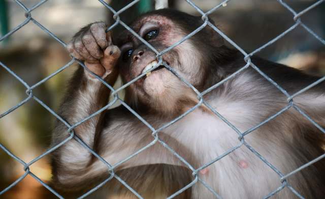 Facebook's design 'ideal' for illegal wildlife trafficking, report finds