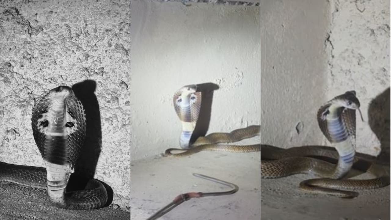 Kerala shocker: 5-foot cobra found in kitchen, family escapes unhurt
