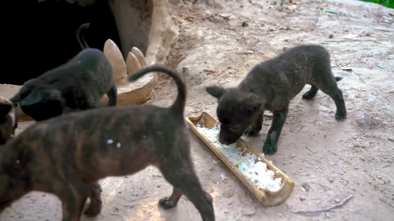 Watch what happens when newborn rescued puppies feel safe for the first ...