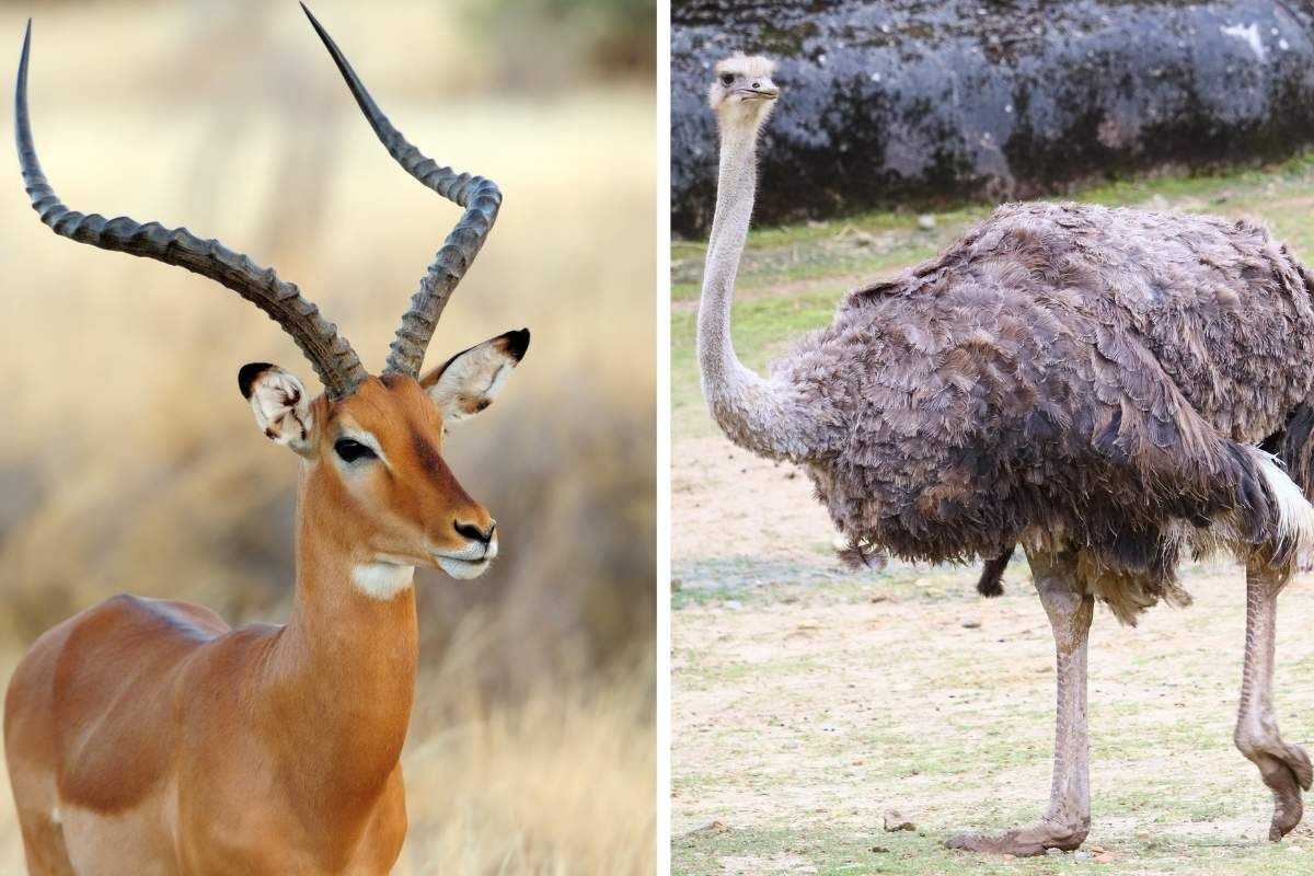 Beyond the big five: Six animals to look out for on your next safari