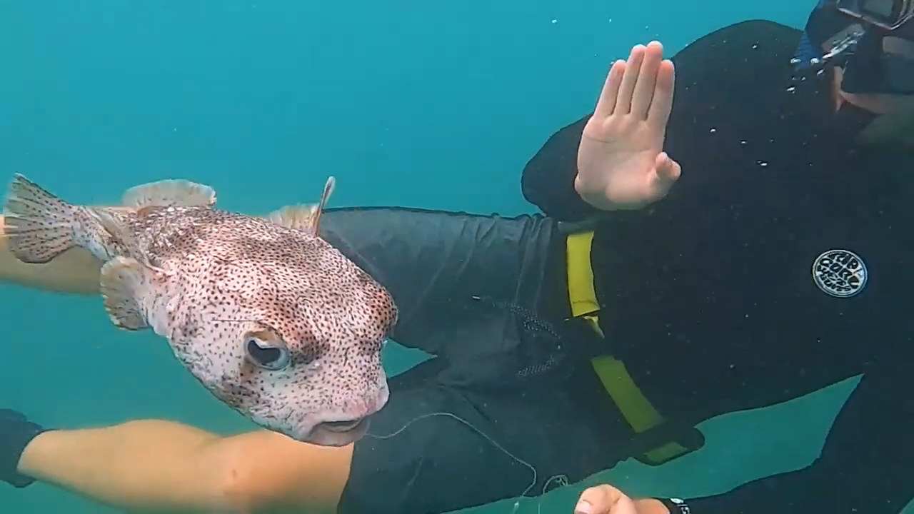 This puffer fish asked for help and stayed until it got it