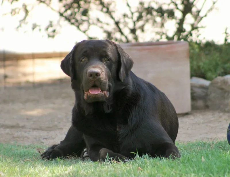 12 dogs that stand by you no matter what life brings
