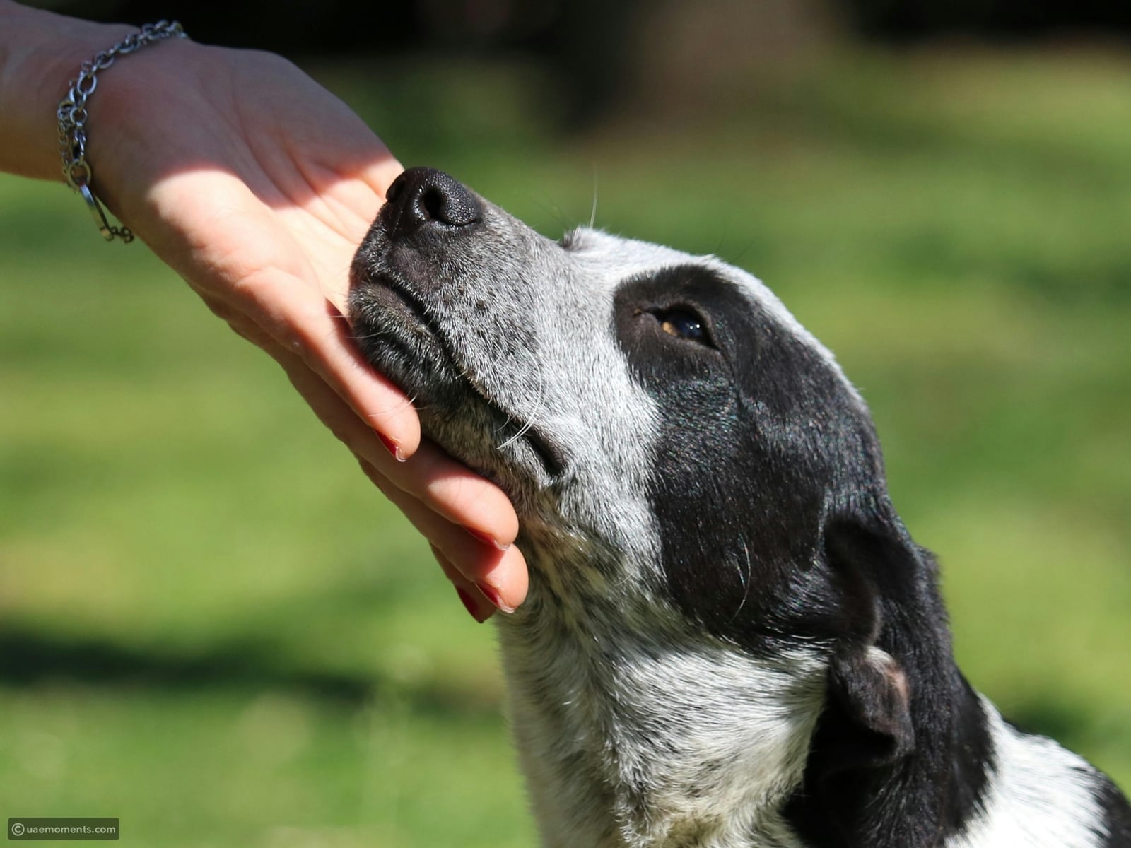 Why dogs are drawn to you: 11 rare traits most people don't have
