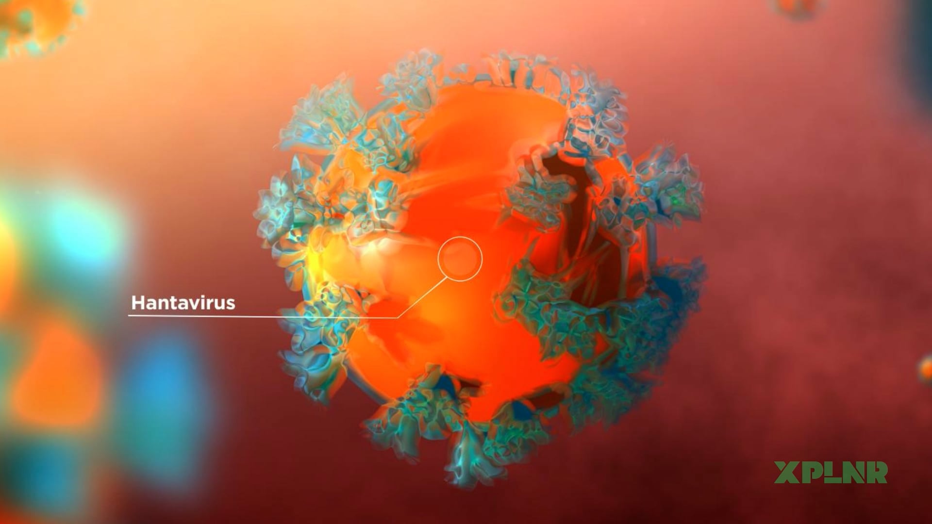 Le hantavirus expliqué : tout savoir sur ce virus qui cible les poumons