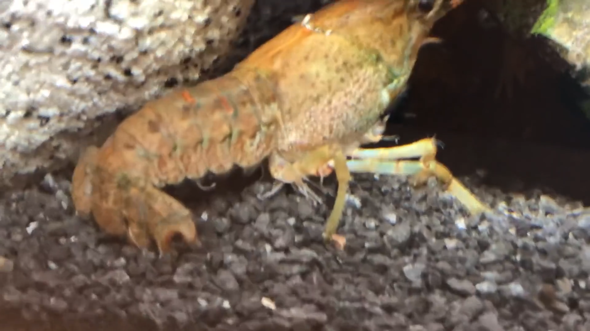 This crawfish needed treatment immediately