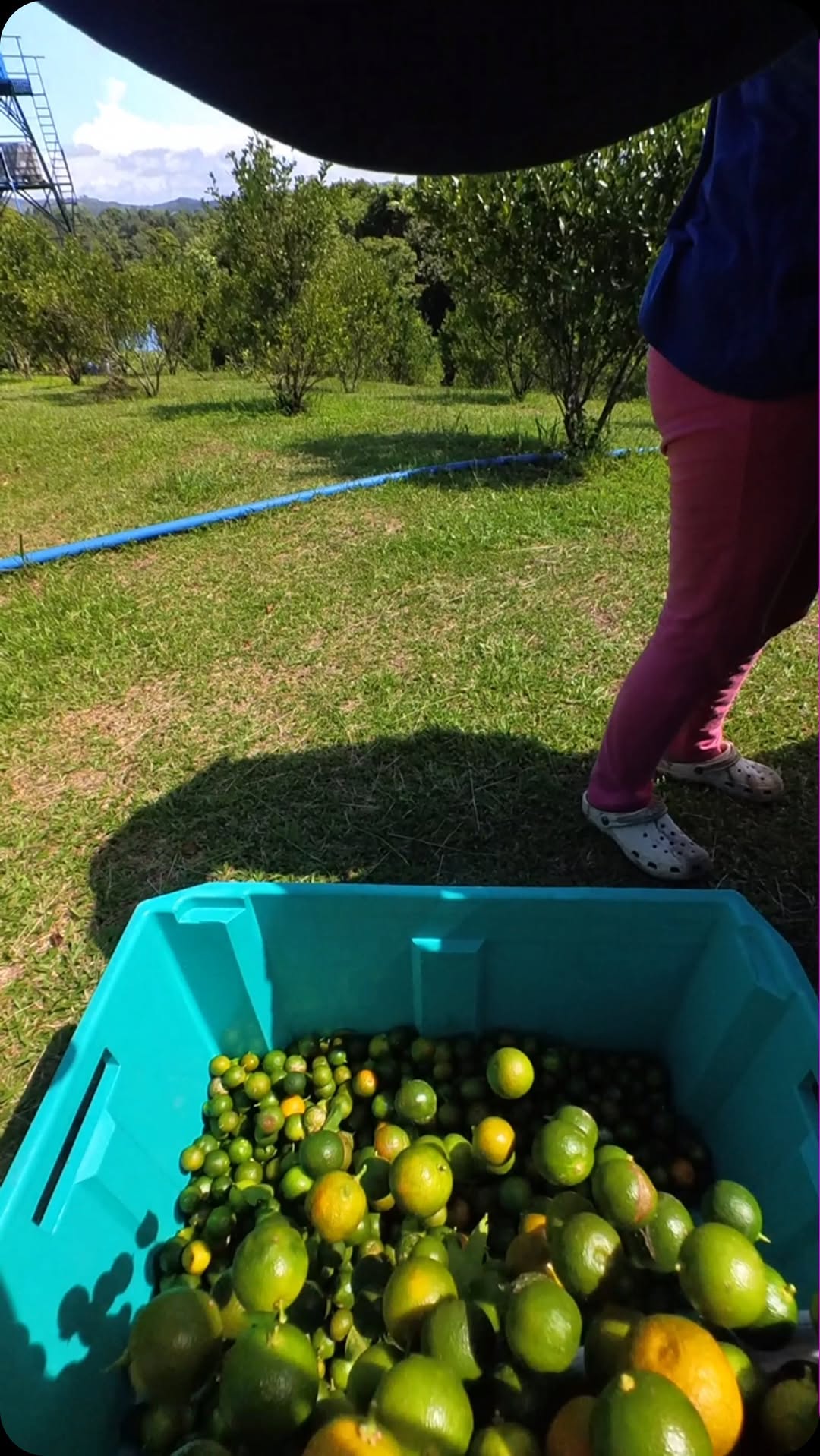 Kalamansi ASMR harvest!