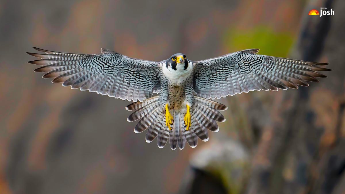 Which is the fastest bird in the world?