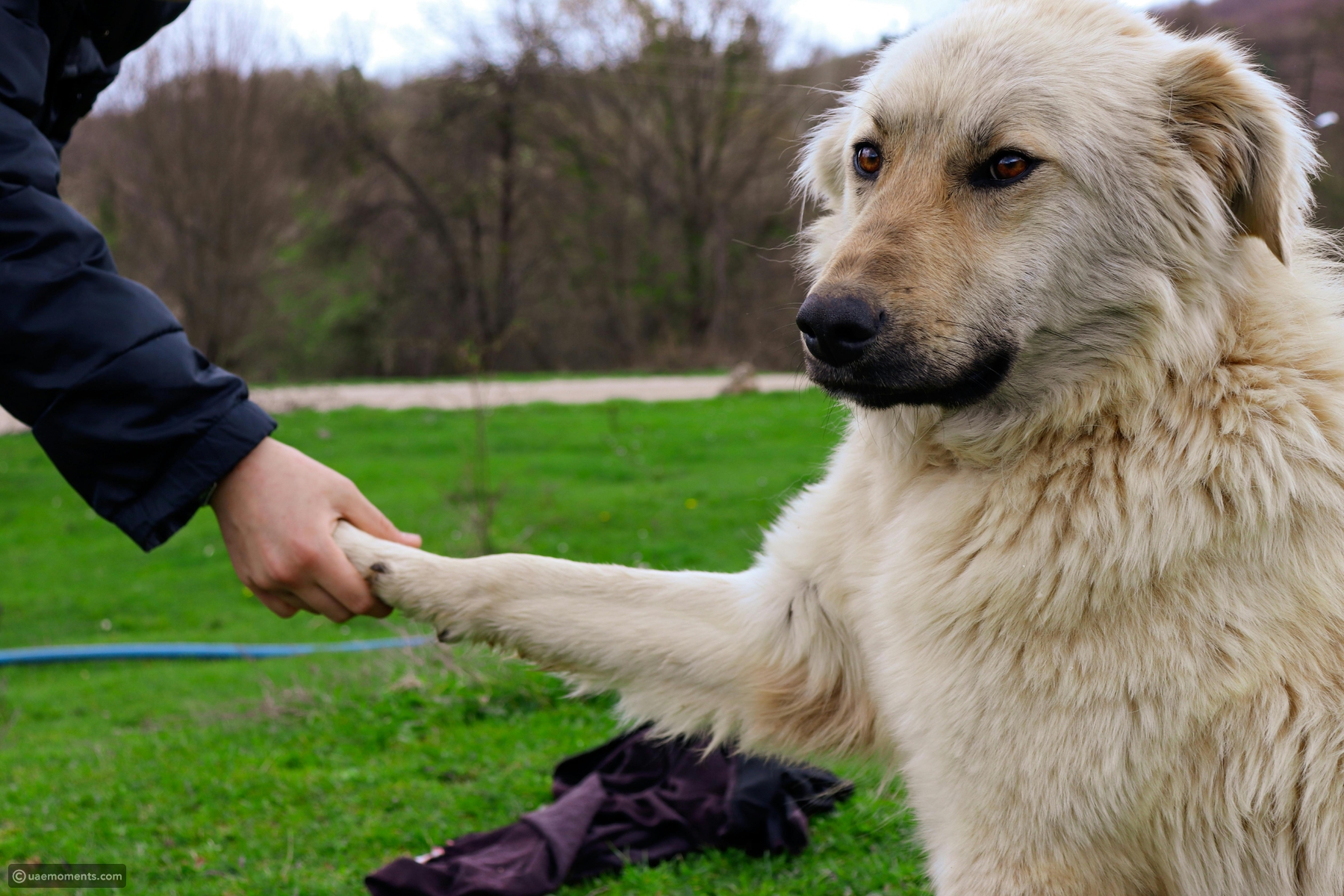 Why dogs are drawn to you: 11 rare traits most people don't have