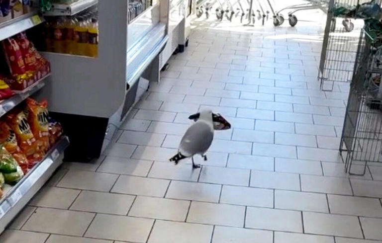 Seagull strolls into supermarket and steals bag of crisps