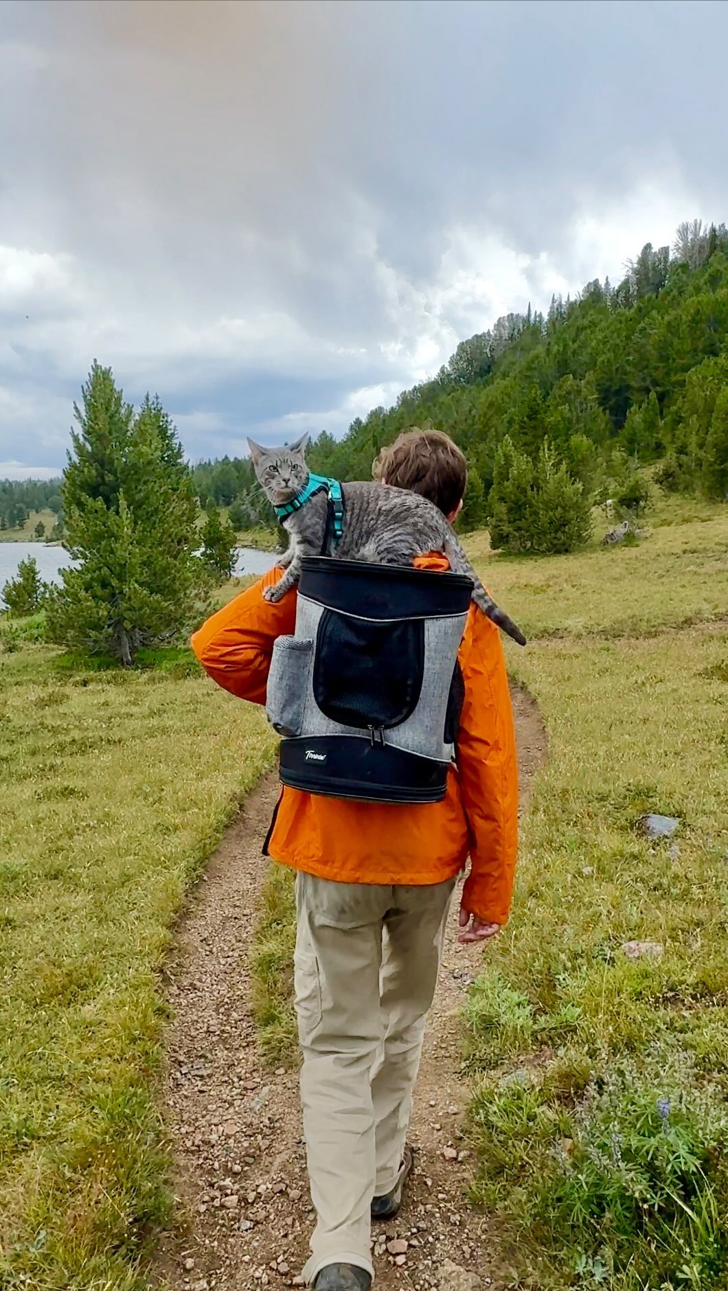 Hiking the Beartooths With Our Cat Camping Adventure