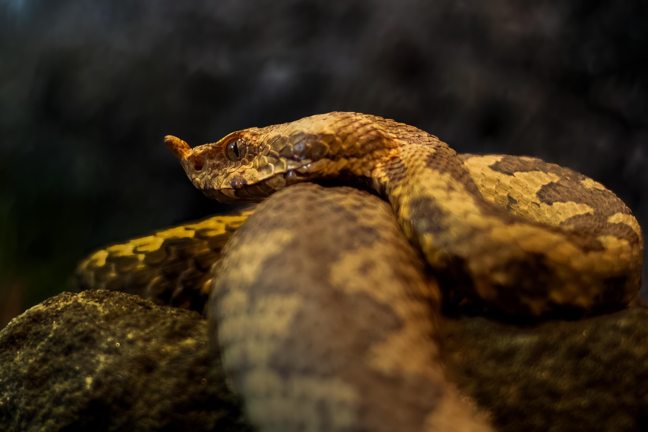 These 6 snake species are expanding their range and hikers are already ...