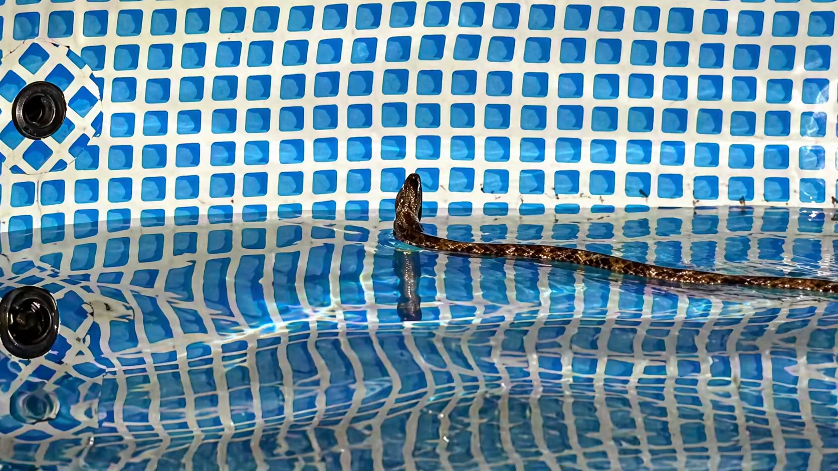 He thought it was just an abandoned pond… when deadly snakes started ...