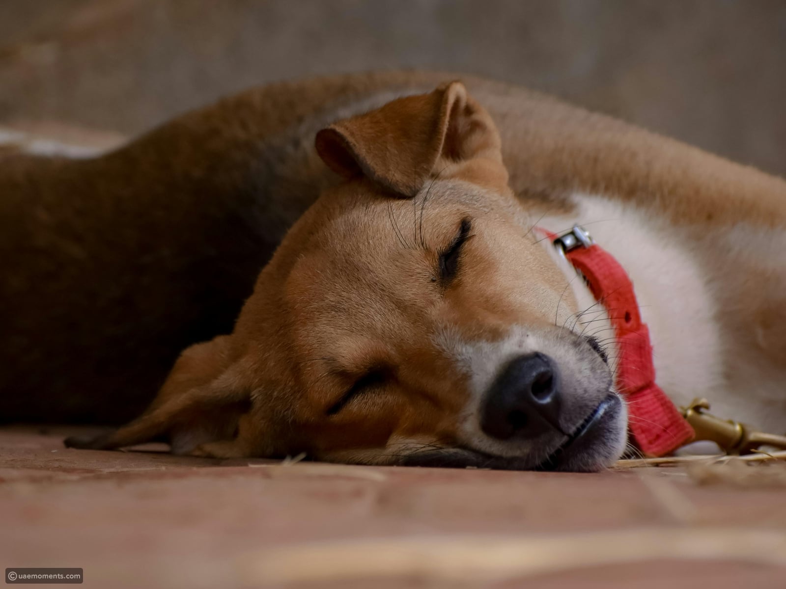 Why dogs are drawn to you: 11 rare traits most people don't have