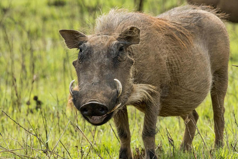 Beyond the big five: Six animals to look out for on your next safari