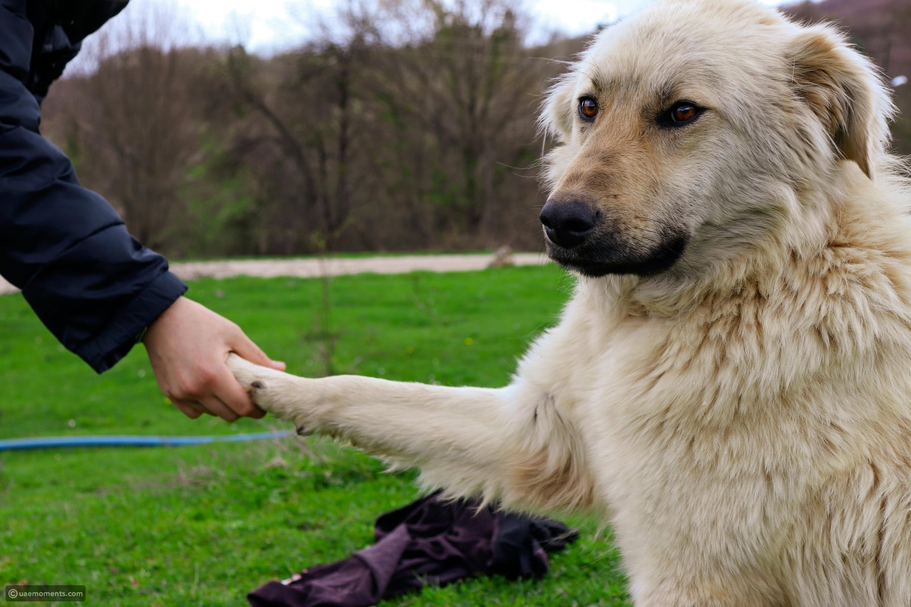 Why dogs are drawn to you: 11 rare traits most people don't have