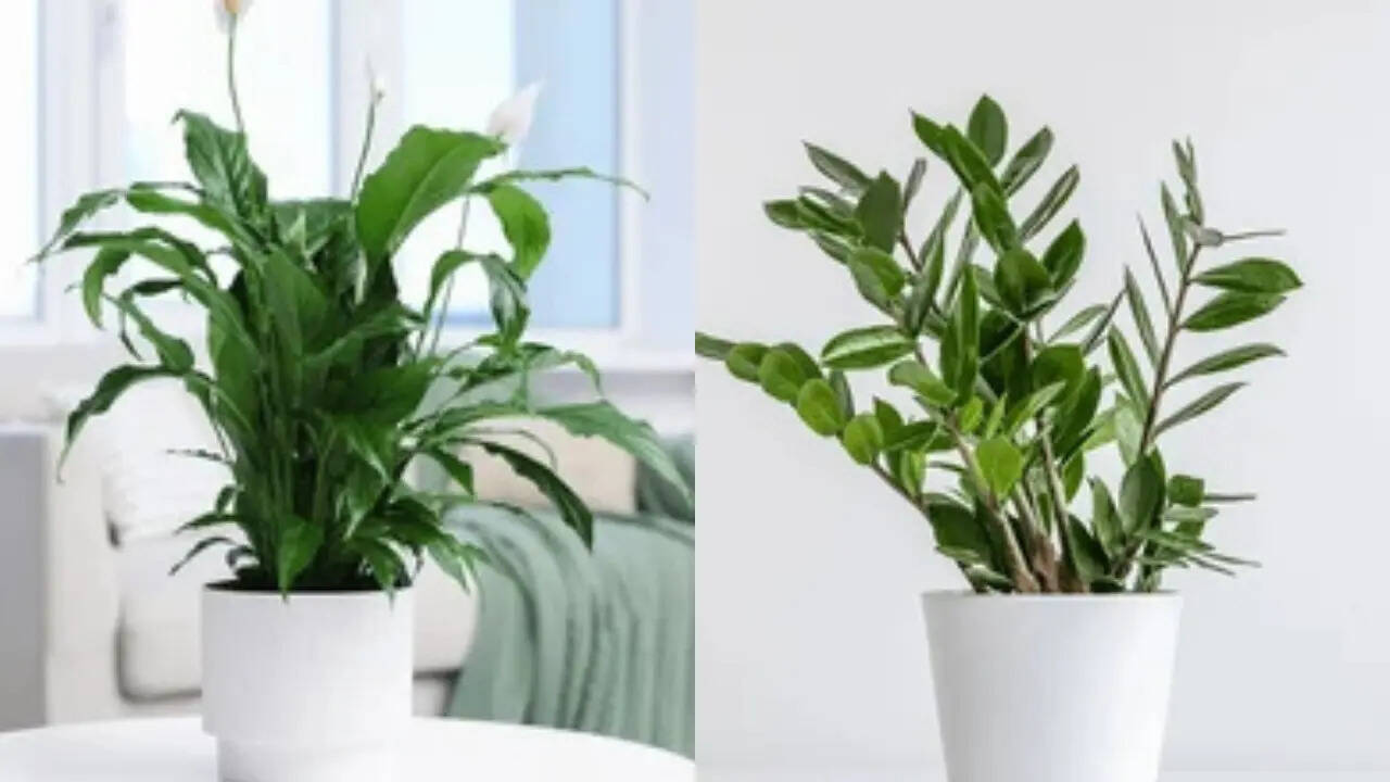 Best desk plants for positive energy: Top office plants to boost mood ...