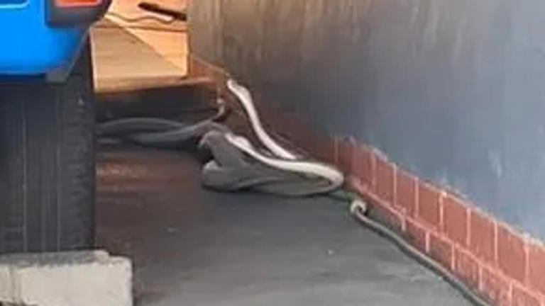 Durban’s Nick Evans explains rare black mambas wrestling video