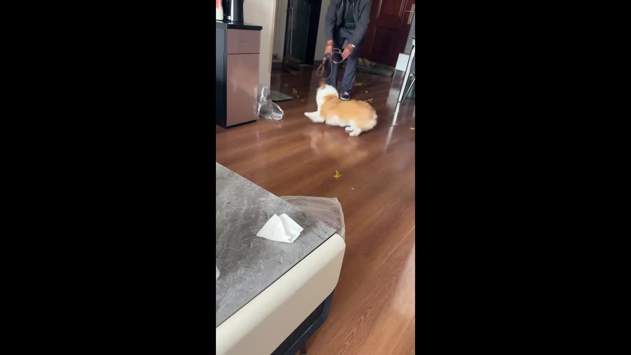 Corgi puppy playfully resists leash in Shandong, China