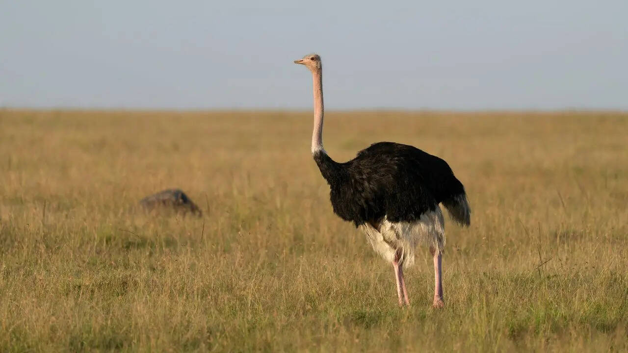 GK fact of the day: 7 fascinating flightless birds from across the globe