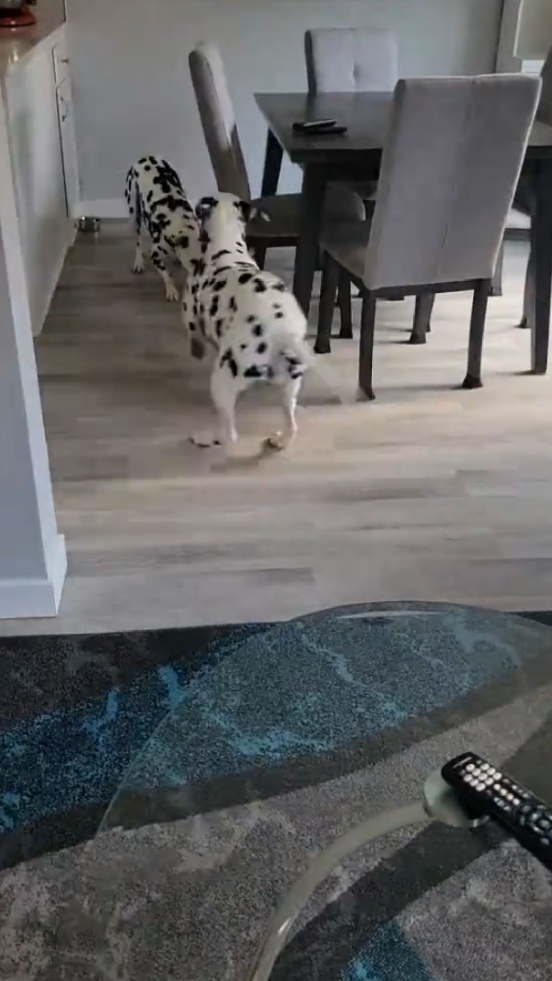 These two dogs are having the best time together