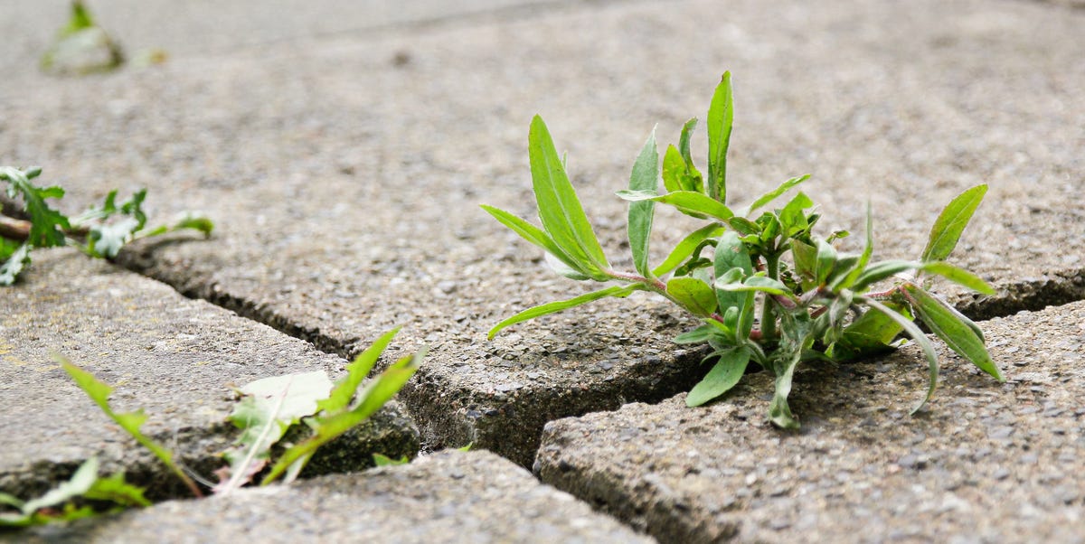 Weeds taking over your patio? Try this expert-approved fix for long ...