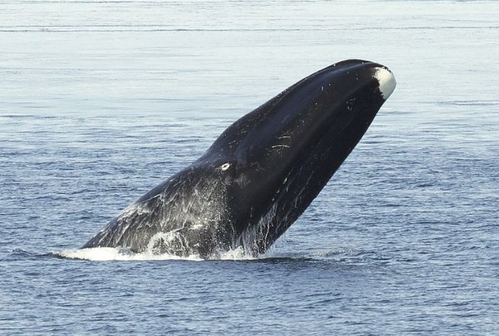 10 mammals that outran extinction