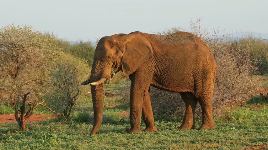 Madikwe Game Reserve: Explore South Africa Vast Wildlife