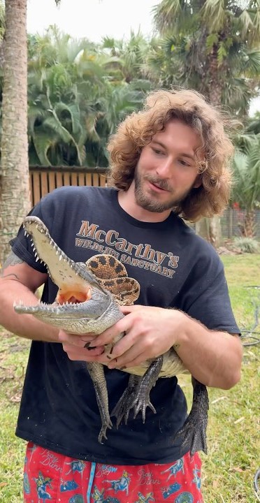 Crocodile calls for help!