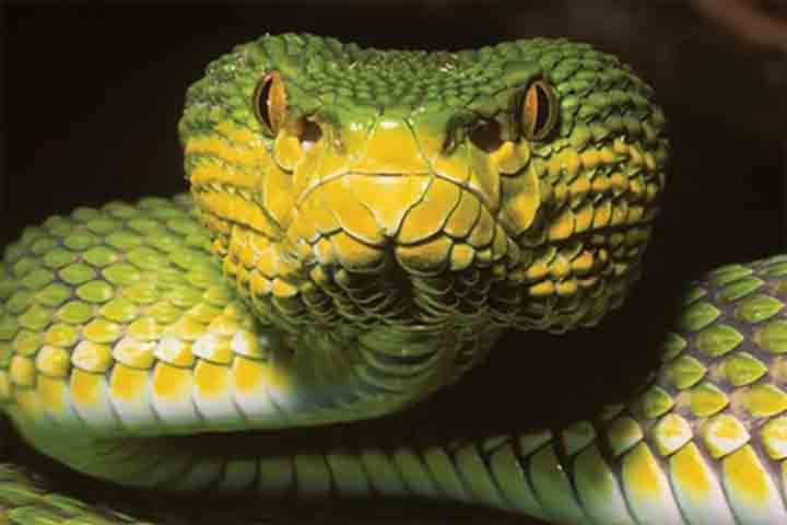 Serpente descoberta em Mianmar desafia cientistas com combinação ...