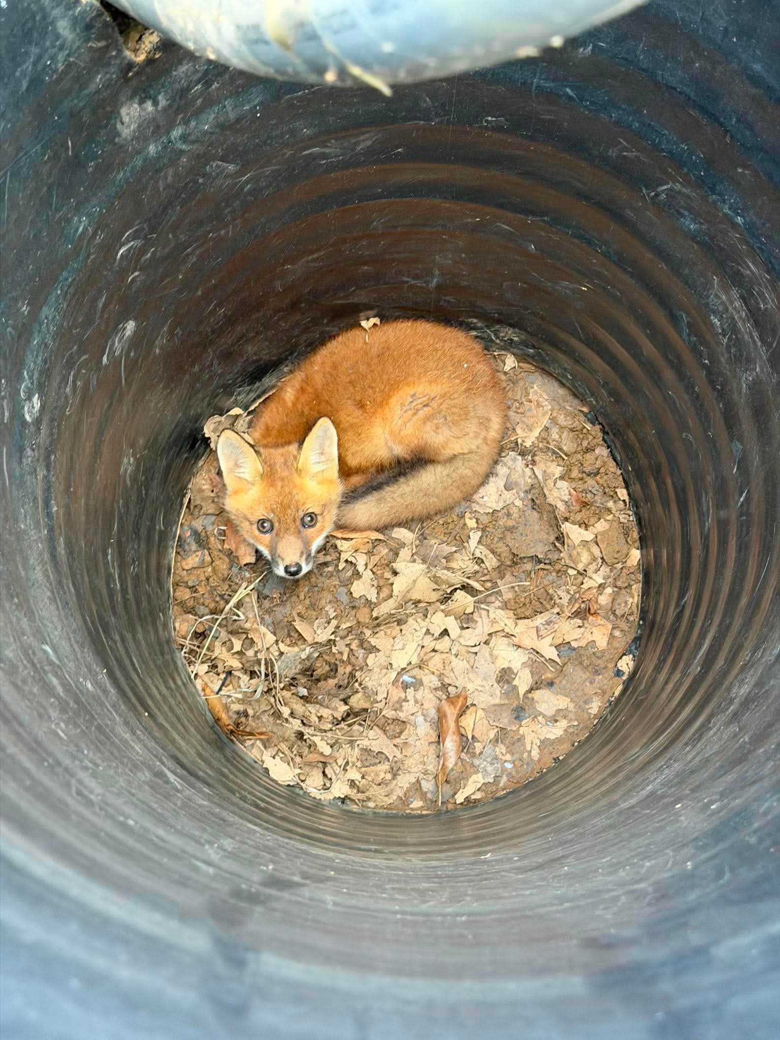 Firefighters rescue trapped baby fox from pipe