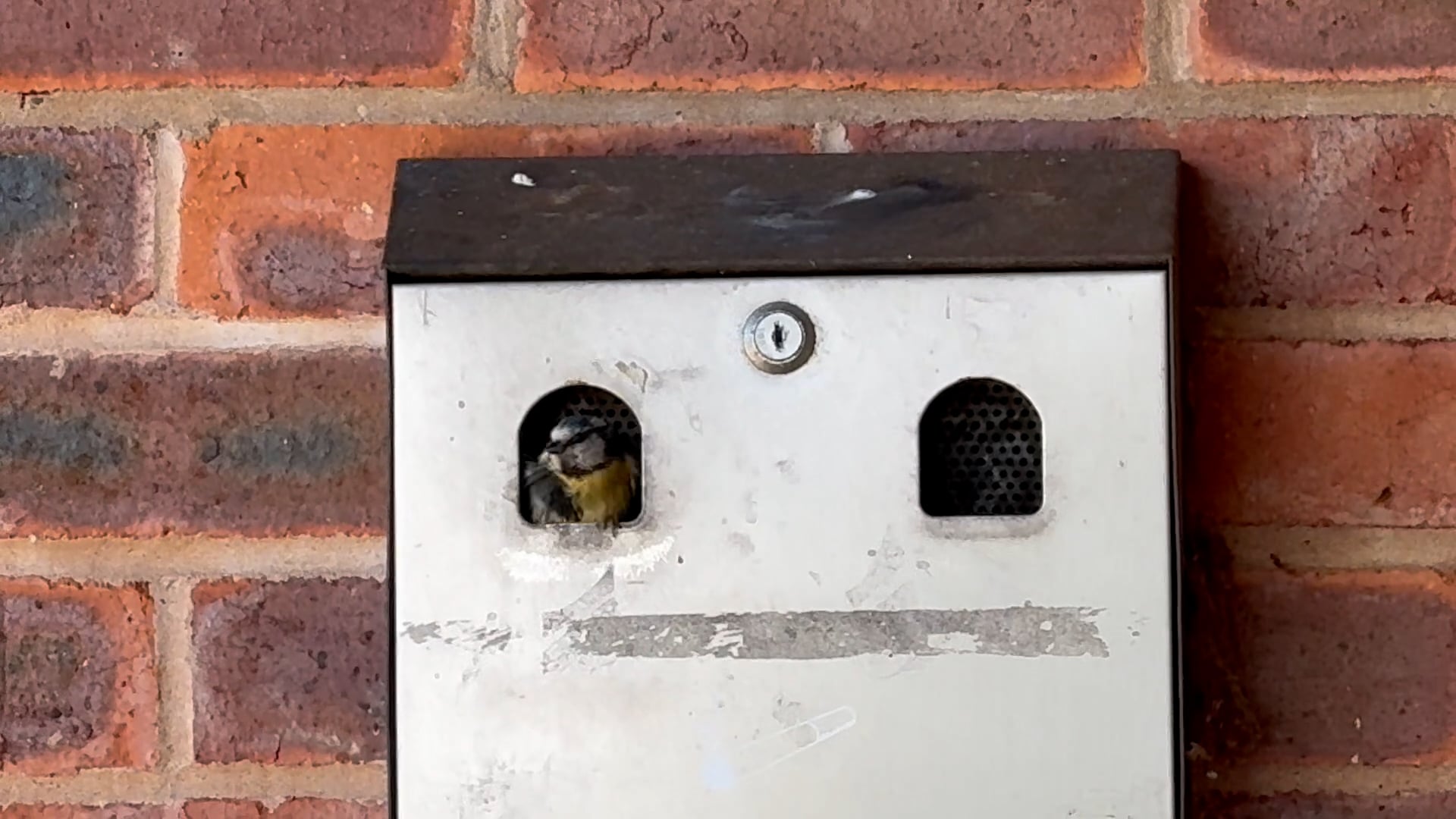 Family of nesting blue tits set up home in village hall's ashtray