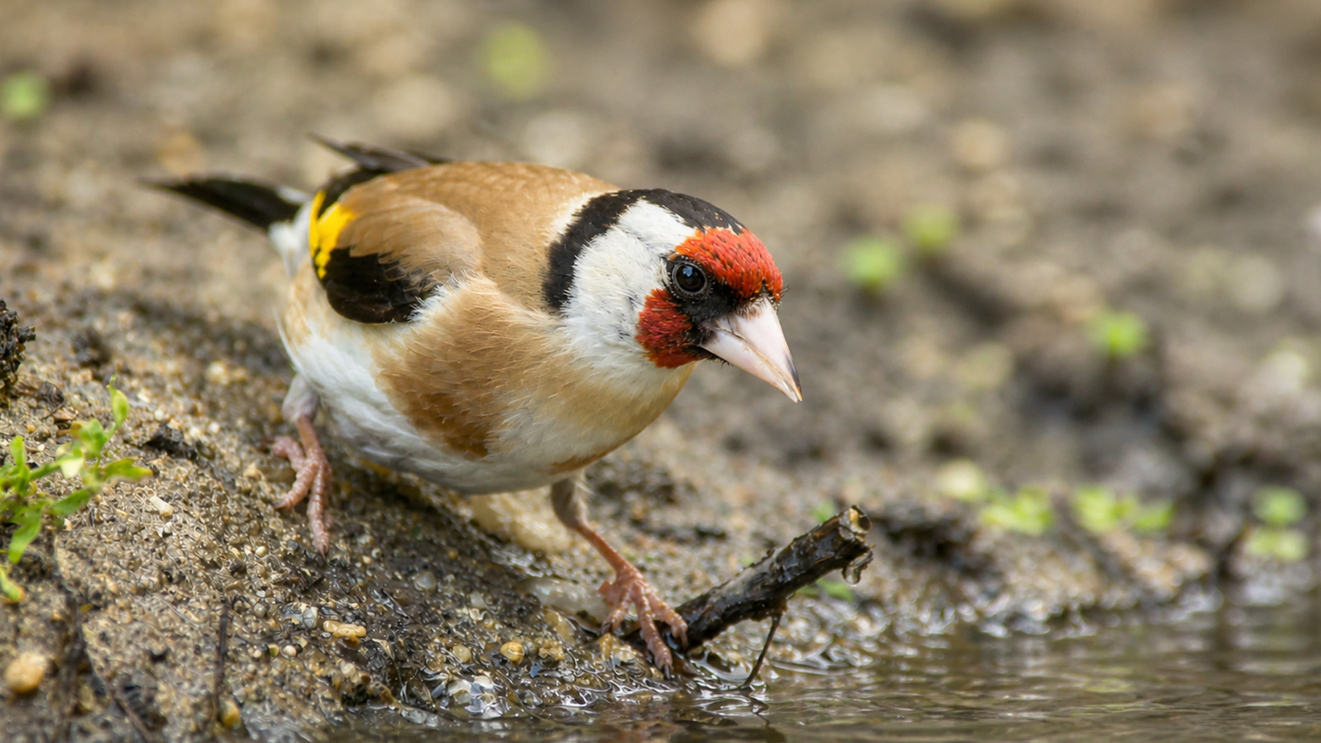 Une caméra cachée capture un tout petit oiseau au bord de l’eau