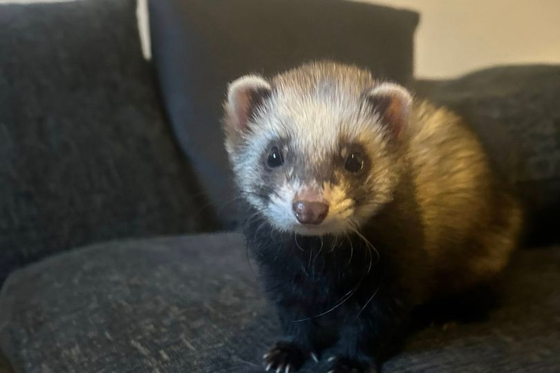 Glasgow man 'crying every day' in search for ferret missing in the east end