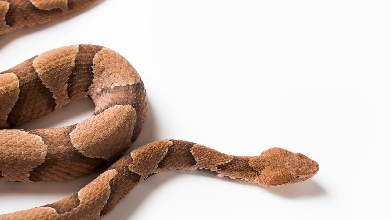 How to identify a copperhead snake in your home and garden