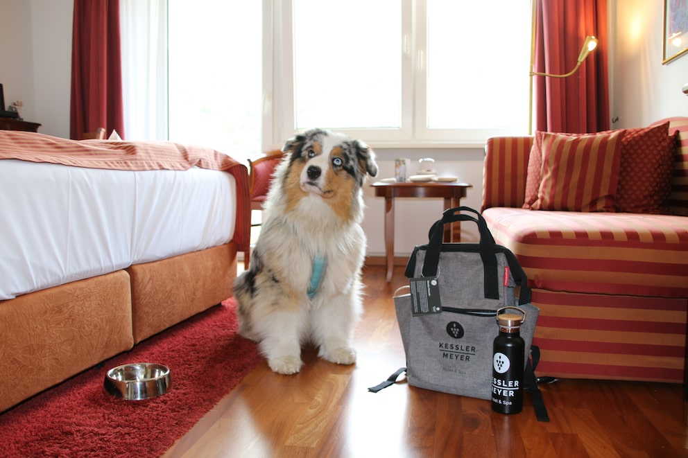 With the dog to the Moselle: “This trip blew us away”