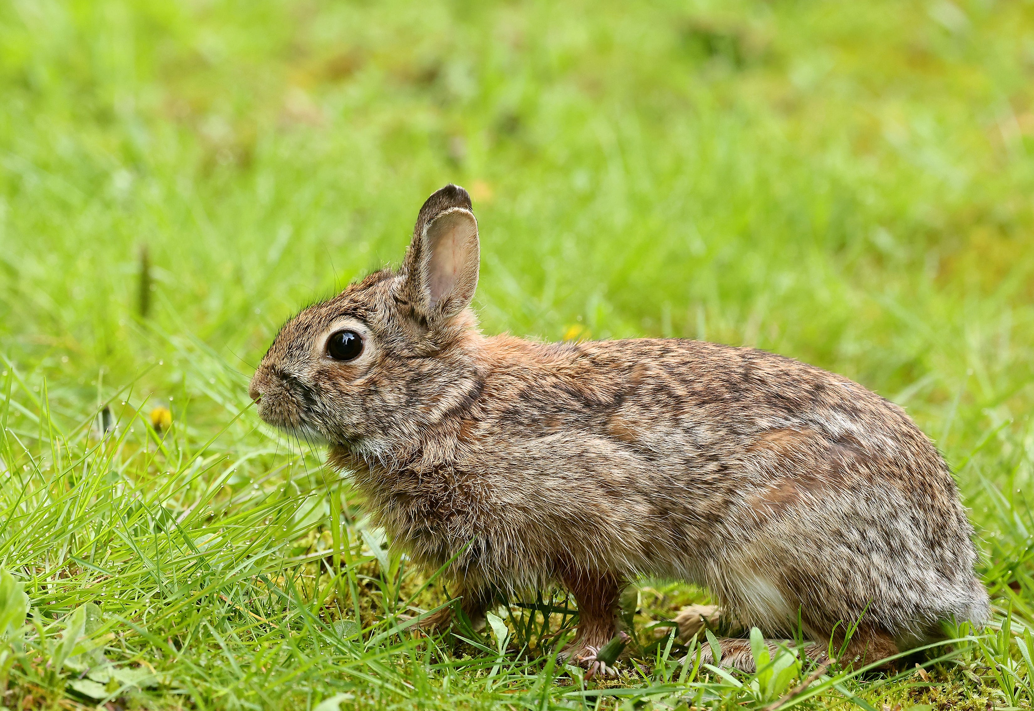 How this Arizona woman's backyard became ground zero for rabbits