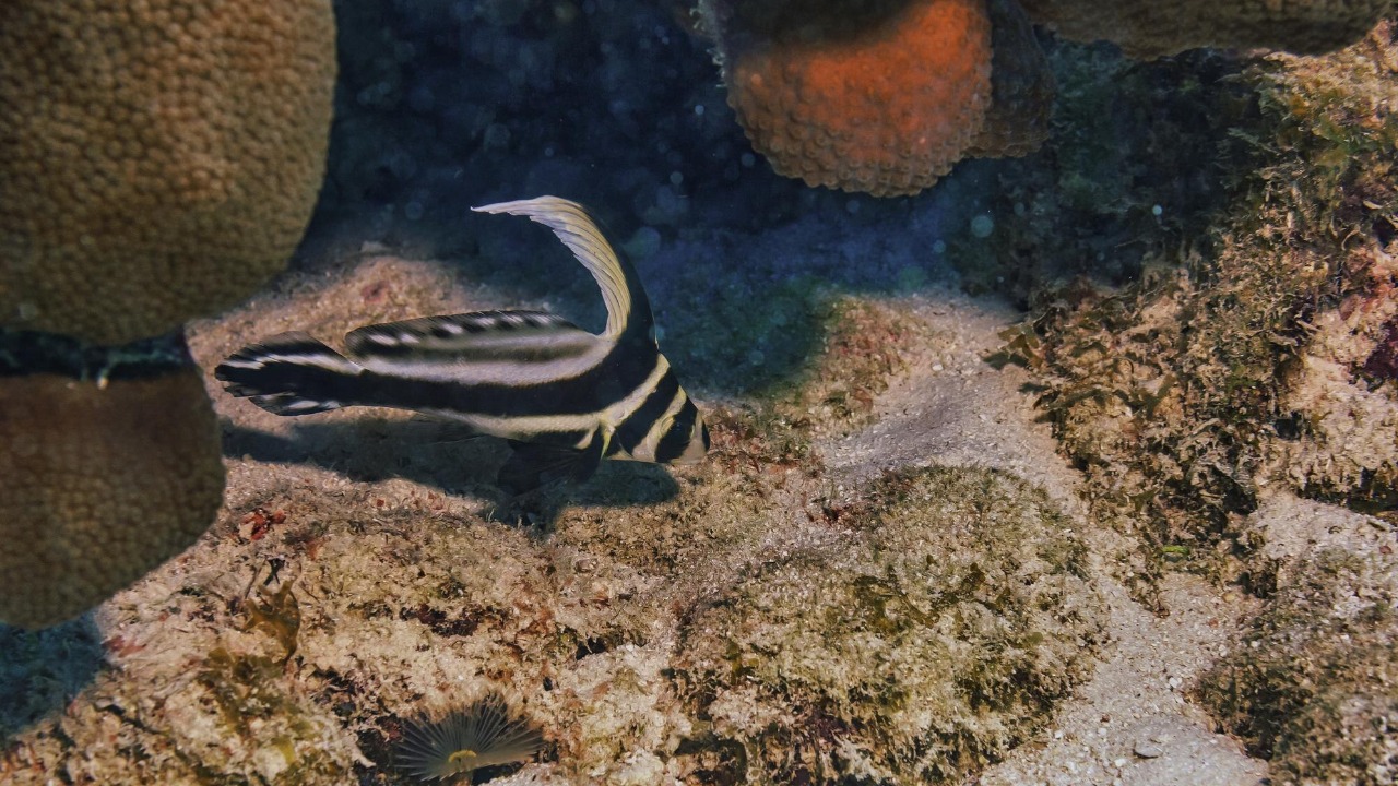 24 new deep-sea species found near Hawaii including a creature so ...