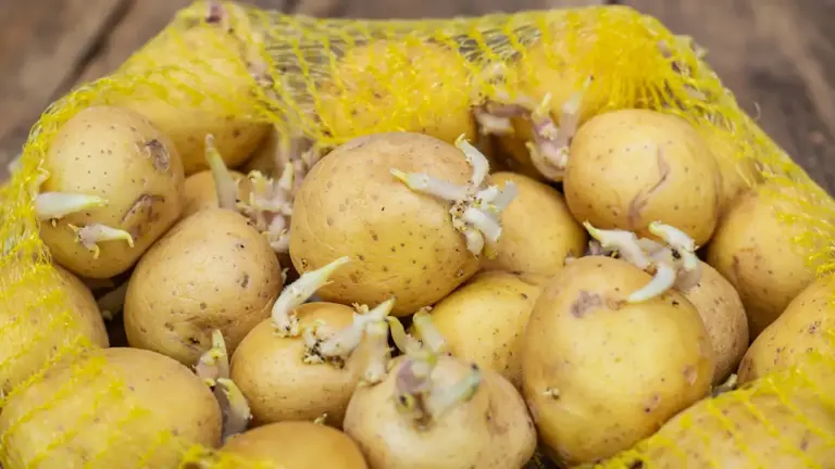 ¿Se pueden comer las patatas con brotes? Esta es la respuesta de los ...