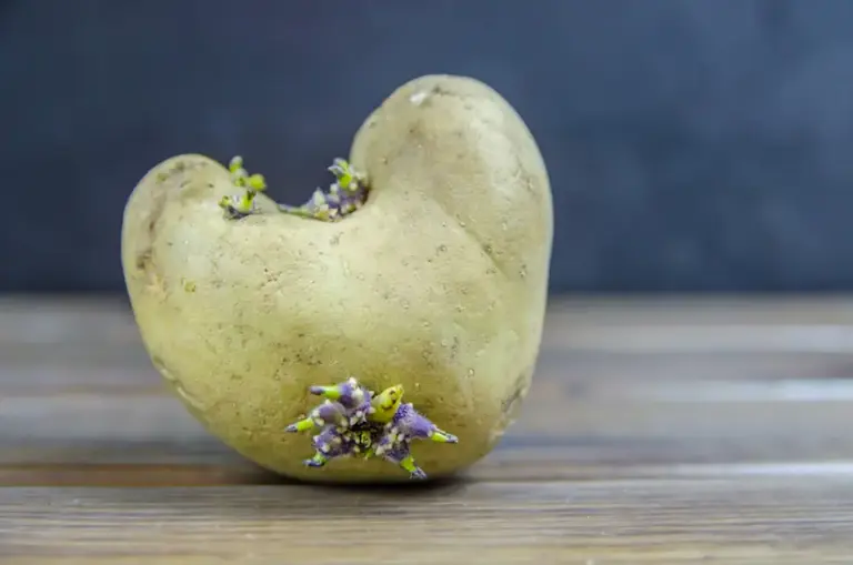 ¿Se pueden comer las patatas con brotes? Esta es la respuesta de los ...