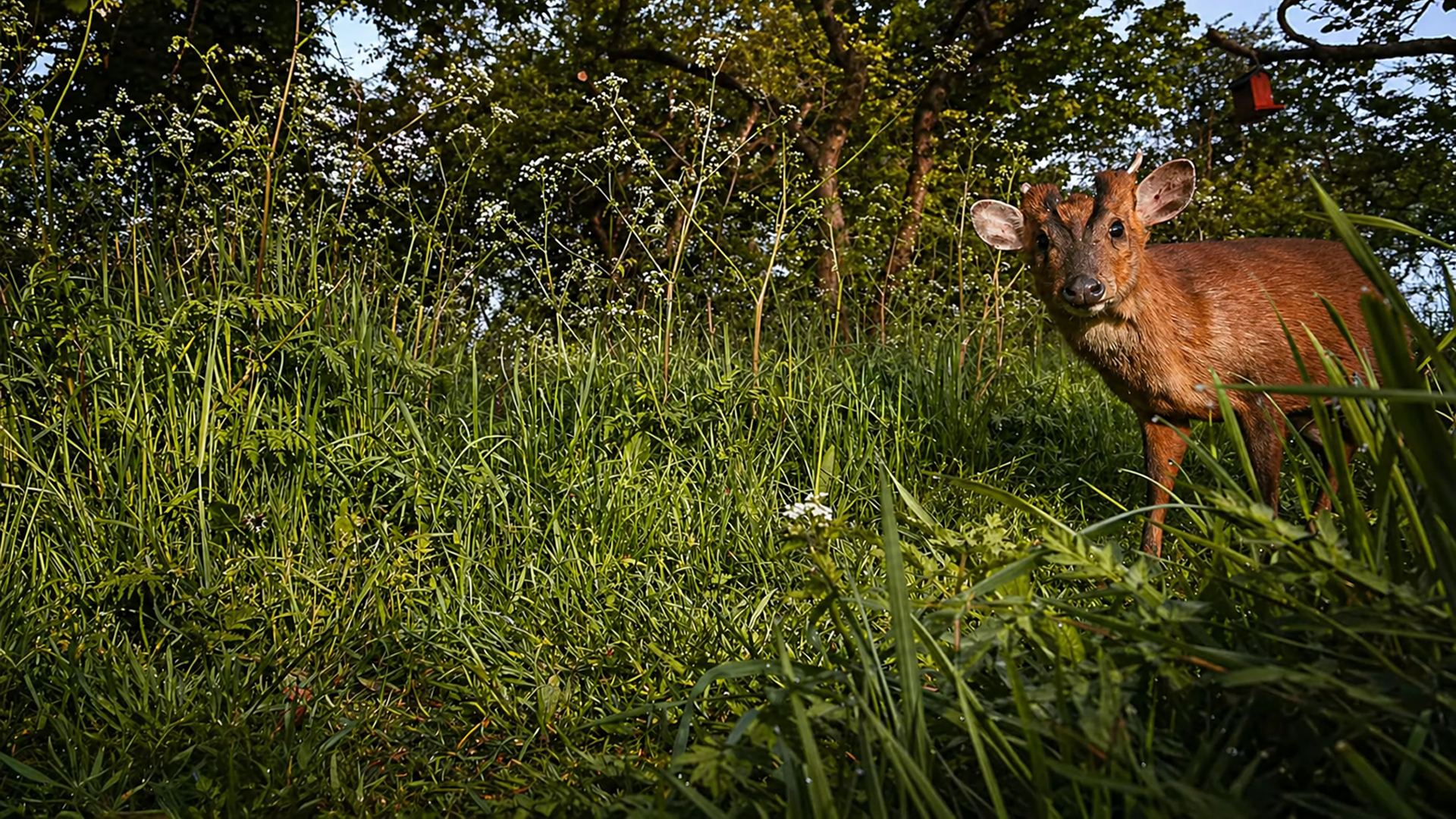 Unexpected creatures caught on backyard motion sensors