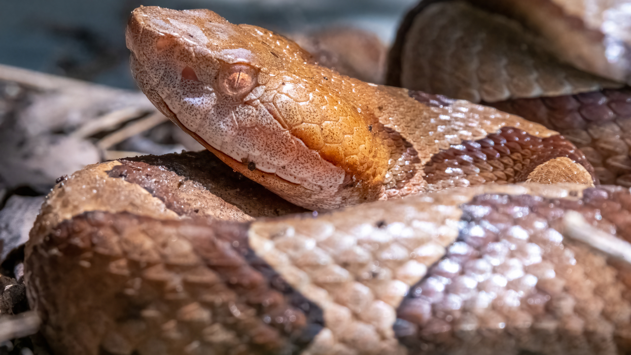 How to identify a copperhead snake in your home and garden